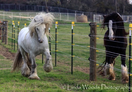 Jameson Vanner stallion | Magic Gypsy Ranch Valorie's Vanners